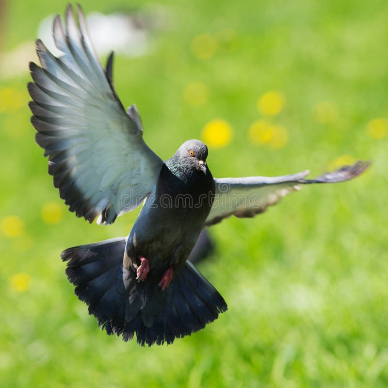 Portrait of a Dove in Profile Stock Image - Image of feather, beauty ...