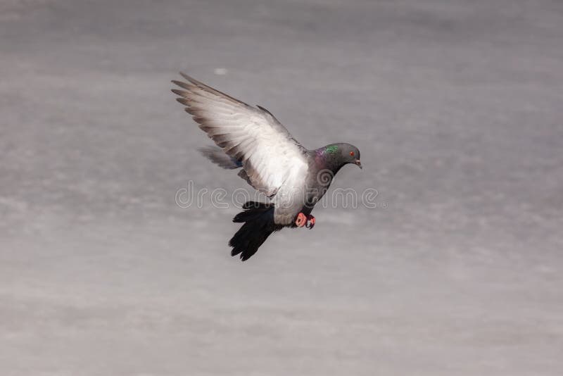 Dove in flight stock image. Image of isolated, dove, nature - 8848047