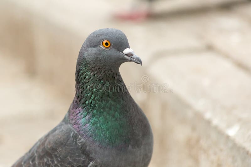 Portrait of a dove stock photo. Image of pigeon, natural - 51939692