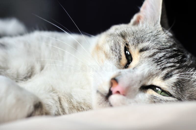 Dozy cat stock photo. Image of wise, street, dozy, lazy - 7494436