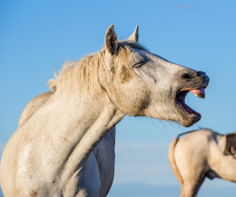 Portrait Drôle D'un Cheval Riant Photo stock - Image du rire, amusement ...