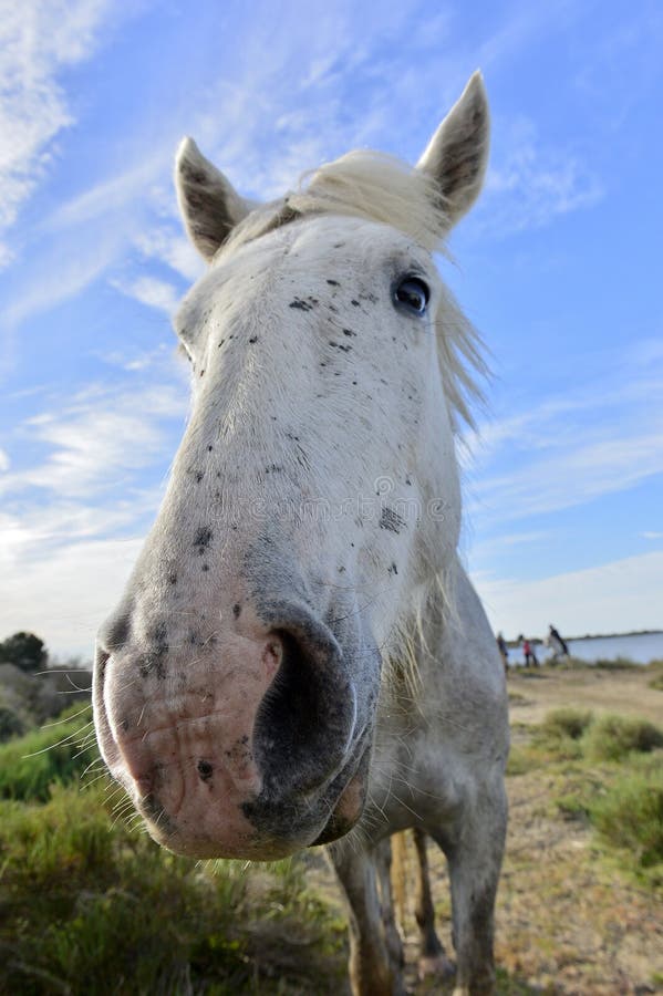Portrait Drôle D'un Cheval Riant Image stock - Image du domestique ...