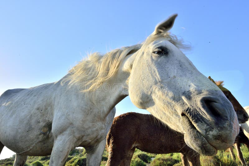 Portrait Drôle Fou De Cheval Blanc Photo stock - Image du joie ...