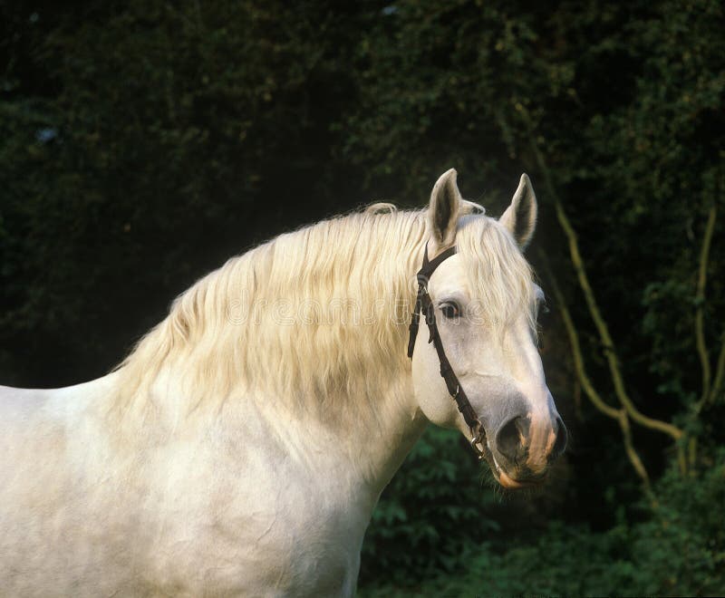 Portrait of Draft Horse stock image. Image of profile - 196844171