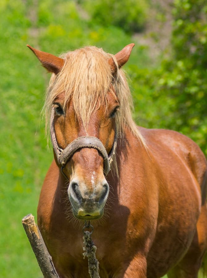 Portrait of draft horse stock photo. Image of grassland - 40671294