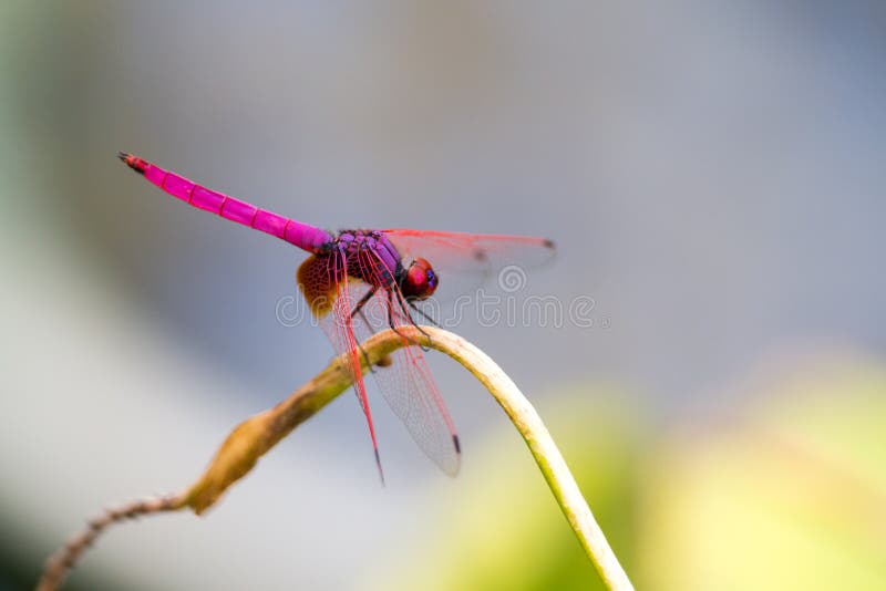 Portrait of Dragonfly - Crimson Dropwing Stock Image - Image of hong ...