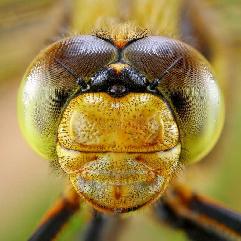 Portrait of Dragonfly stock photo. Image of wild, dragonfly - 34813630
