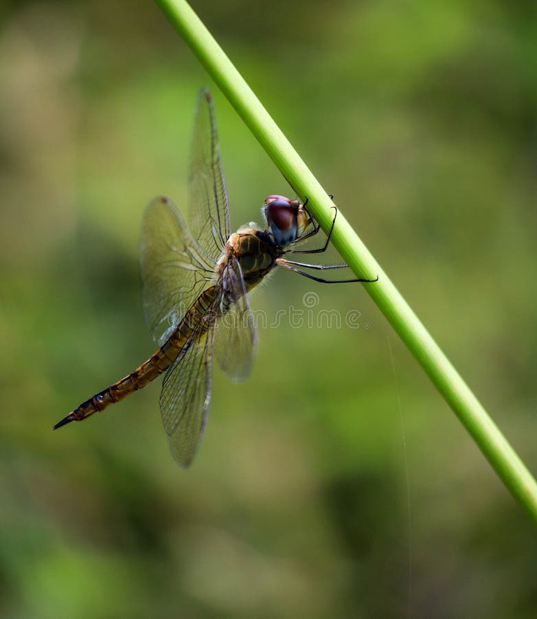 Dragonfly Perch on Green Branch Stock Image - Image of dragonfly, perch ...