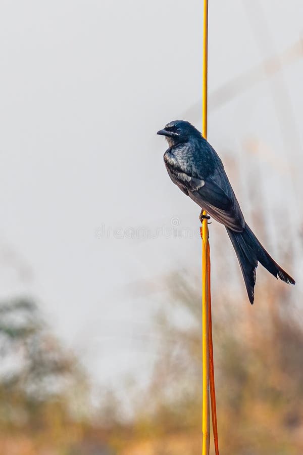 A portrait of a Drango stock photo. Image of natural - 275557606