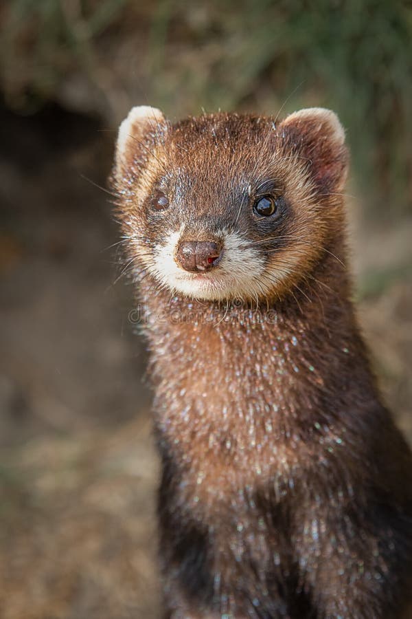 Portrait d'un putois image stock. Image du furet, gens - 32459309