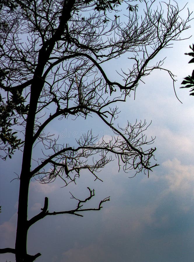 Portrait of Dry Tree Branches in the Dry Season Stock Photo - Image of ...