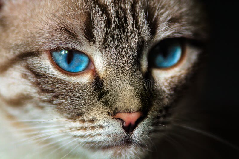 Portrait Du Chat Avec Des Yeux Bleus Image stock - Image du repli ...