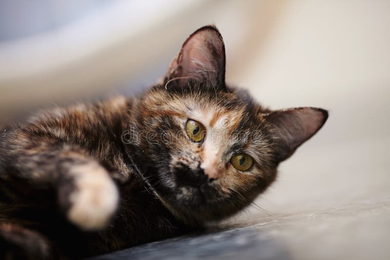 Le Petit Chat Multicolore Se Repose Photo stock - Image du griffe ...