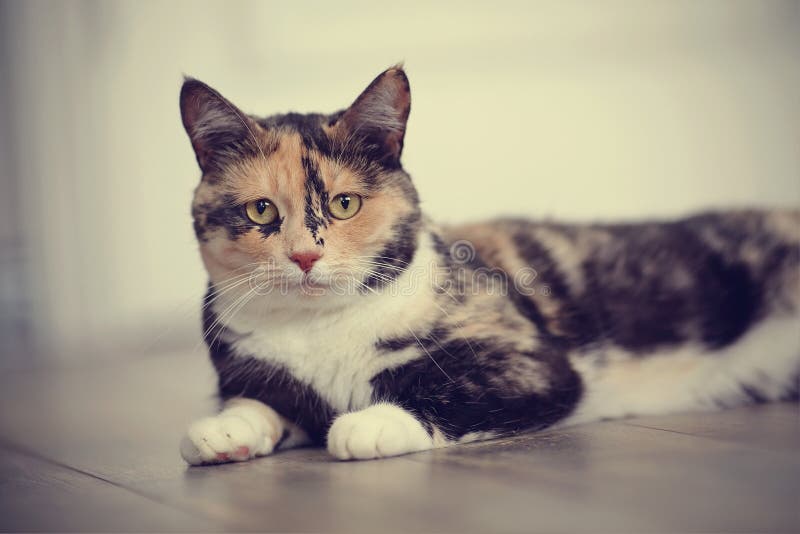 Portrait D'un Chaton Multicolore. Photo stock - Image du pets, purebred ...