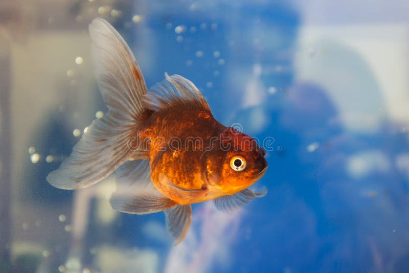 Portrait Du Poisson Rouge Dans L'eau Photo stock - Image du oeil, bain ...