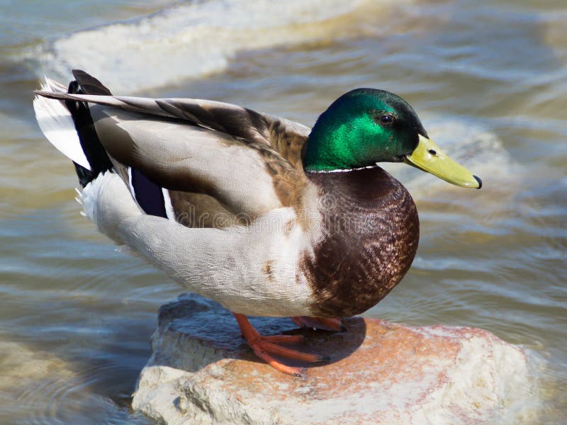 Portrait of a Duck stock image. Image of loch, fresh - 74592729