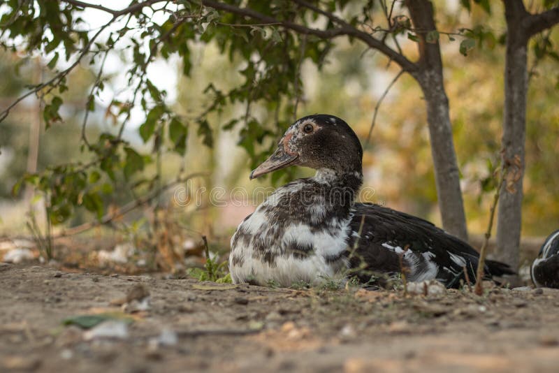 Portrait of a Duck. a Bird Sits Under a Tree and Rests Stock Photo ...