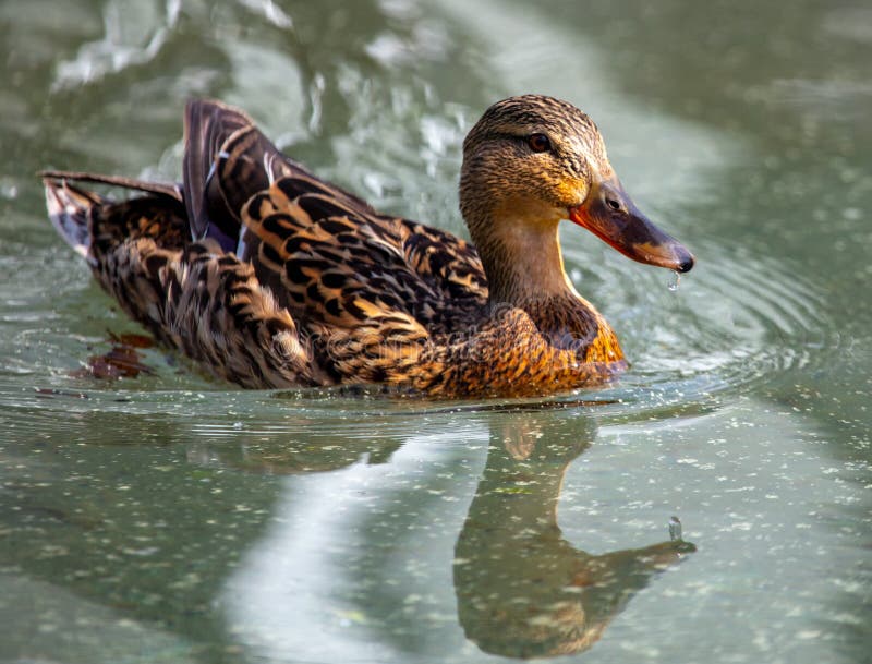 Portrait of a Duck Floating on the Water Stock Image - Image of head ...