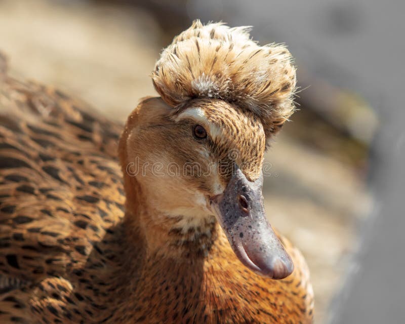Portrait of a Duck with a Hairdo in the Zoo Stock Image - Image of ...
