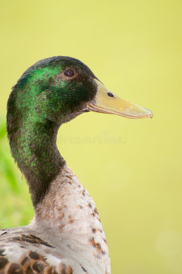 Portrait of a duck stock photo. Image of fauna, life - 31706704