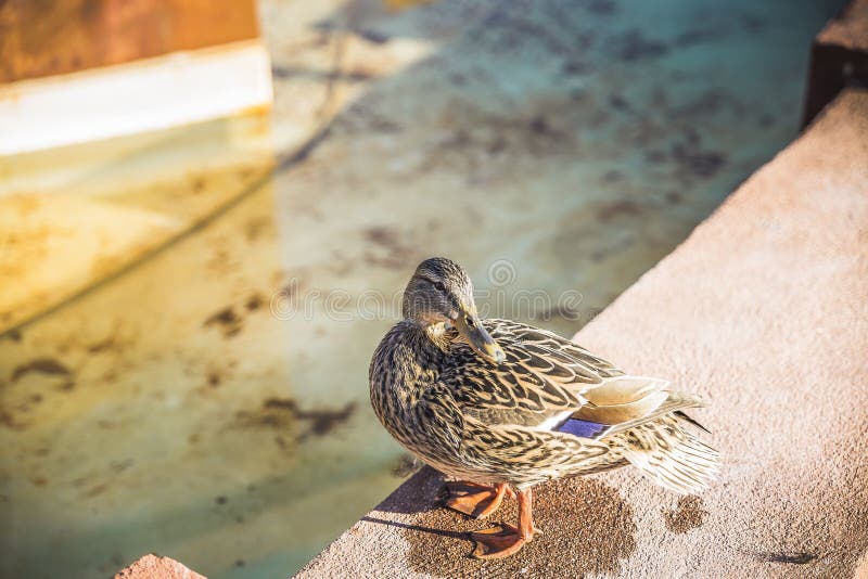 Portrait of Duck Posing in the Sun by the Water Stock Image - Image of ...