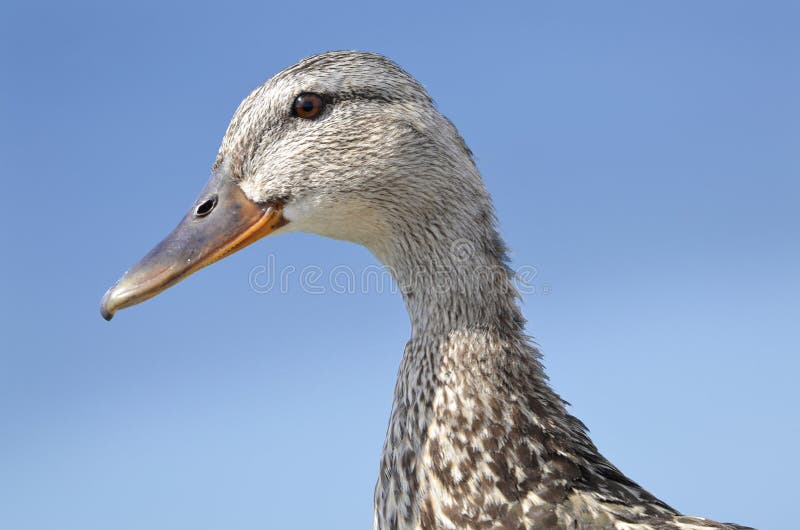 Portrait of duck stock image. Image of detail, nature - 79858683