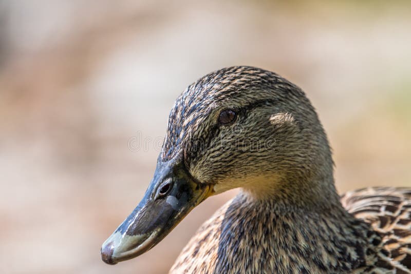 Portrait Of Duck From Profile Stock Image - Image of close, outdoors ...