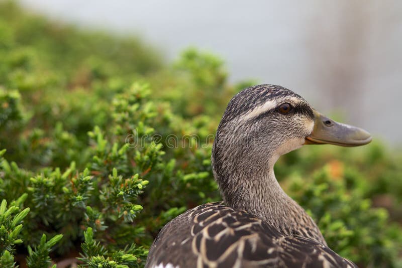 Portrait of duck stock photo. Image of back, scenic, duck - 32070470