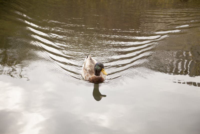 Portrait of a Duck with Reflection in Stock Photo - Image of animal, baby: 100616702