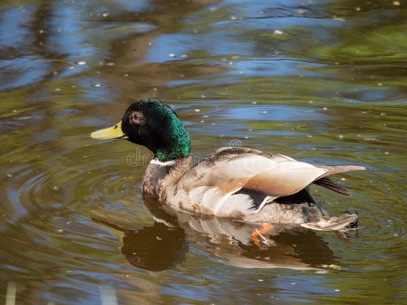 Portrait of a duck stock image. Image of mallard, pond - 249289173