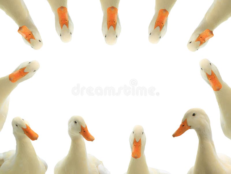 Portrait Ducks White Isolated on White Background Stock Photo - Image ...