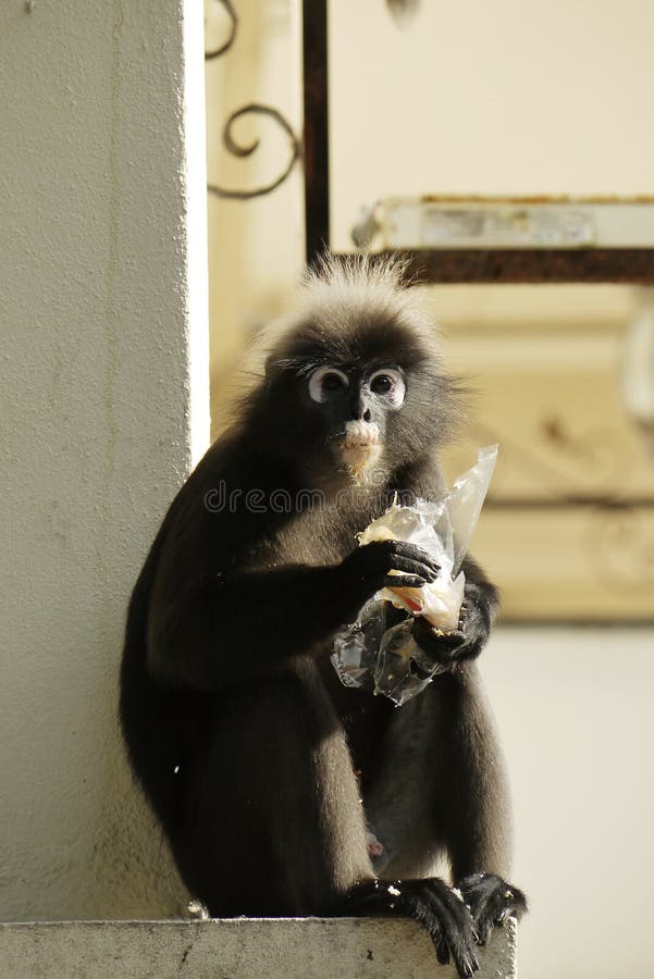 Monkey Eating a Pear stock image. Image of flora, natural - 28214839