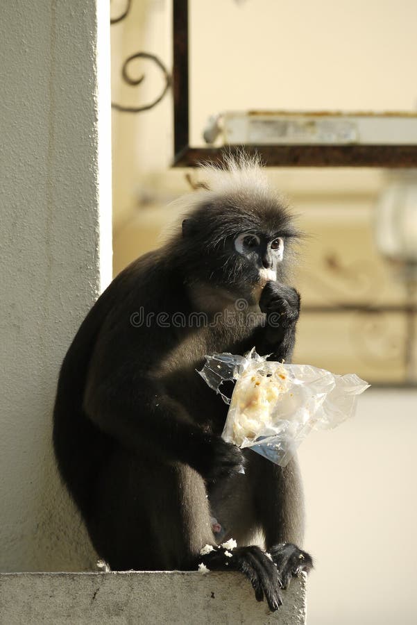 Portrait of a Dusky Leaf Monkey Stock Image - Image of dusk, natural ...
