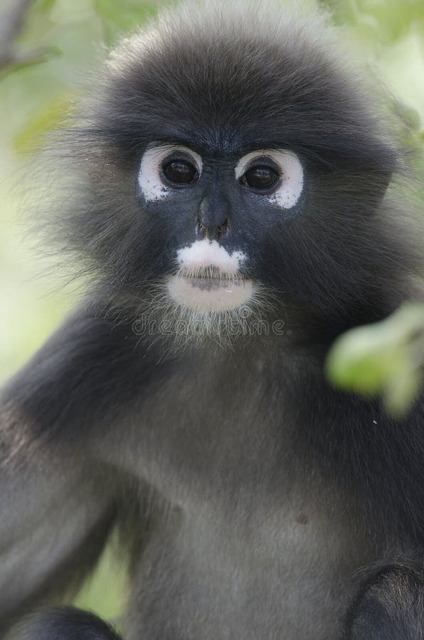 Portrait of Dusky Leaf-monkey Stock Photo - Image of hairy, hold: 45120538
