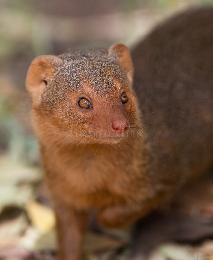 Face mongoose stock image. Image of mammal, national - 52833045
