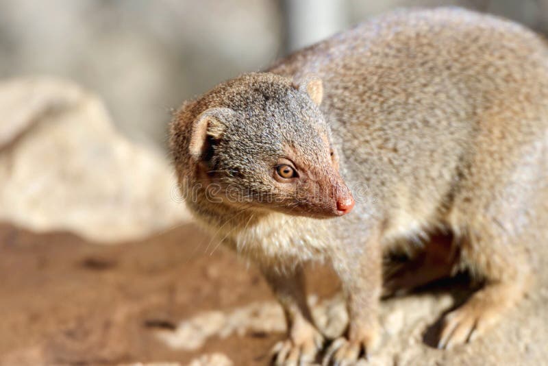 Portrait of a Dwarf Mongoose Stock Photo - Image of adorable, close ...