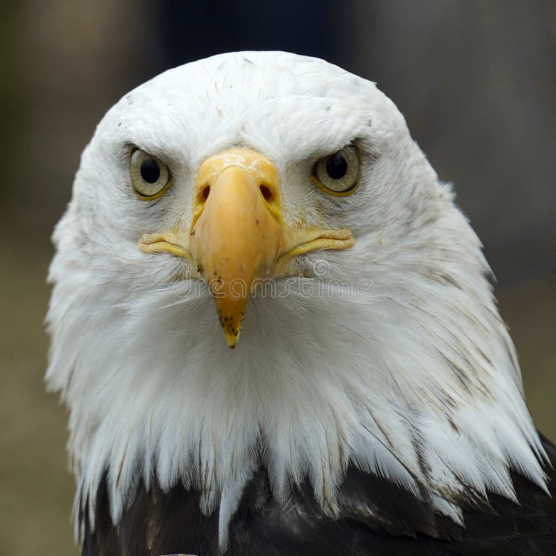 Old North American Bald Eagle Bowing His Head Stock Image - Image of ...