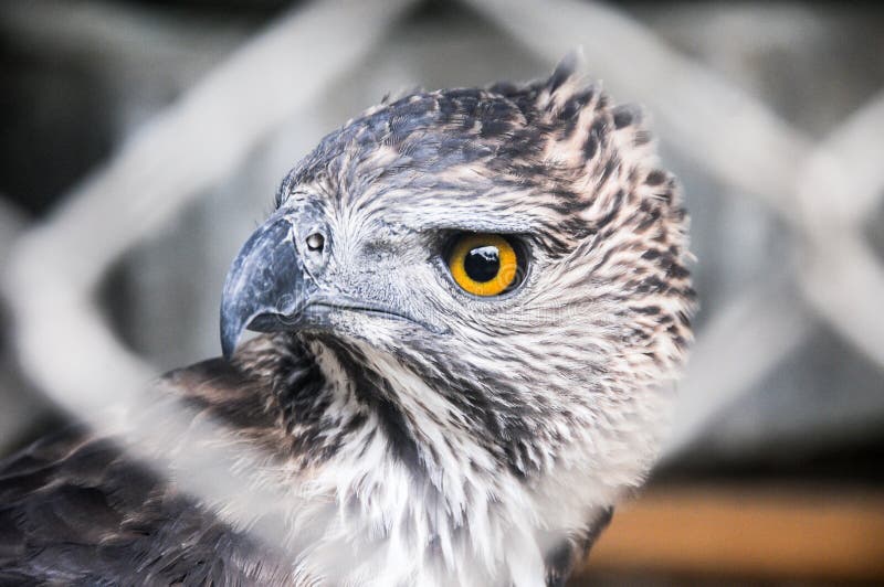 Portrait of an eagle stock image. Image of hawk, wild - 212423435