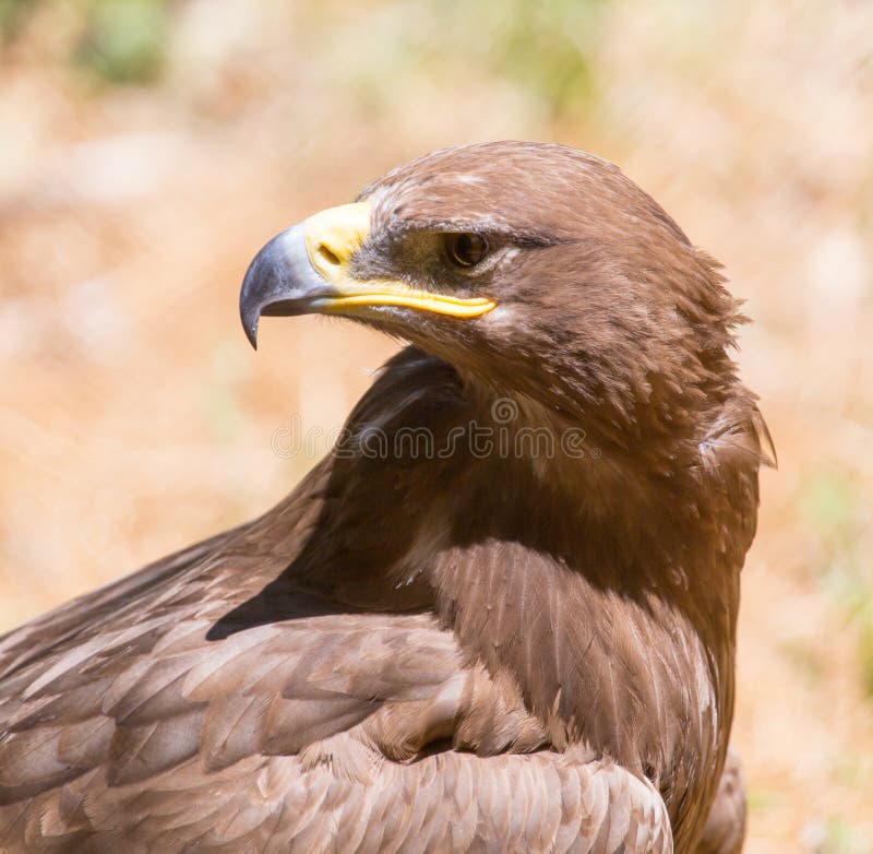 Portrait of an Eagle in Nature Stock Image - Image of beak, portrait ...