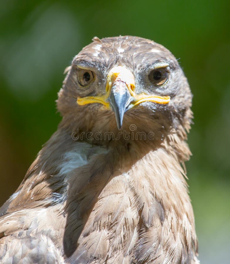Portrait of an Eagle in Nature Stock Image - Image of outdoors, profile ...