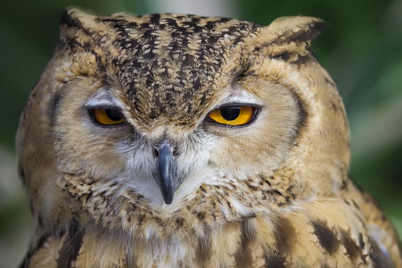 Portrait of Eagle Owl Face in Profile Stock Photo - Image of africa ...