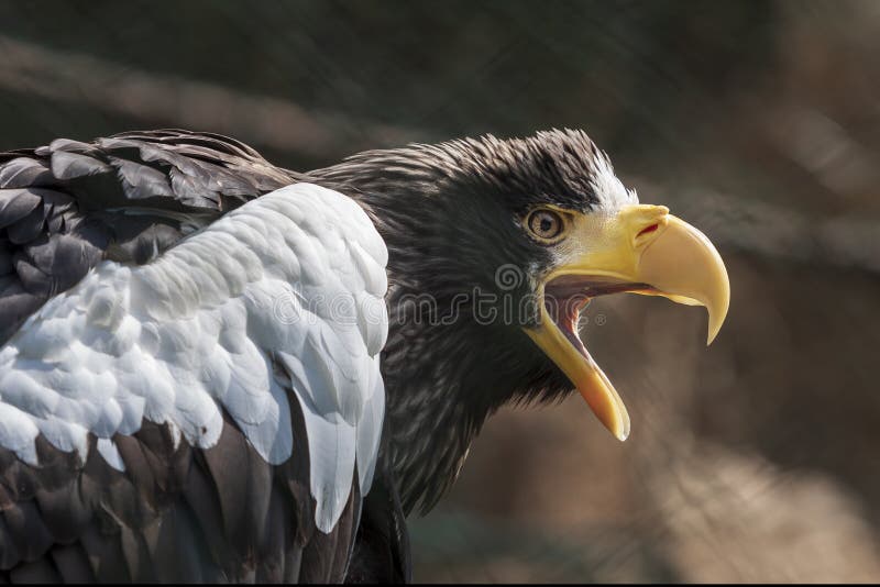 A Portrait of an Eagle from the Side Stock Photo - Image of natural ...