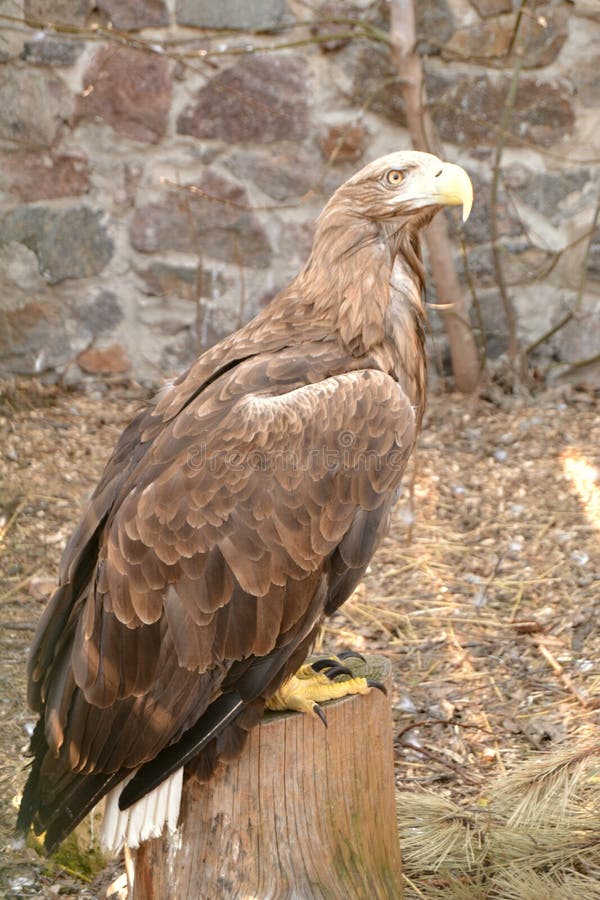 Portrait of Eagle at Zoo Looking at Me Stock Photo - Image of ...