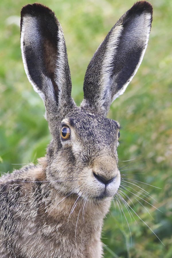Wild Hare is Jumping on Meadow Stock Photo - Image of jumping, rabbit ...