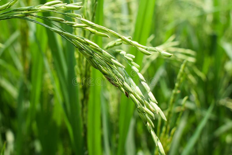 Portrait of Ears of Light Green Colored Rice Tree in the Middle of a ...
