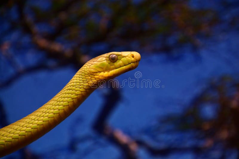 Portrait of an Eastern Green Mamba on a Tree Stock Photo - Image of ...