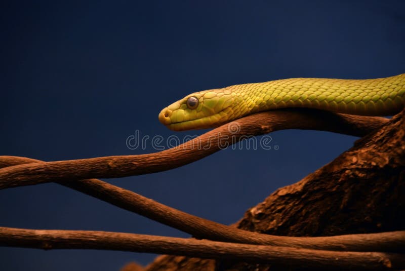 Portrait of an Eastern Green Mamba on a Tree Stock Image - Image of ...