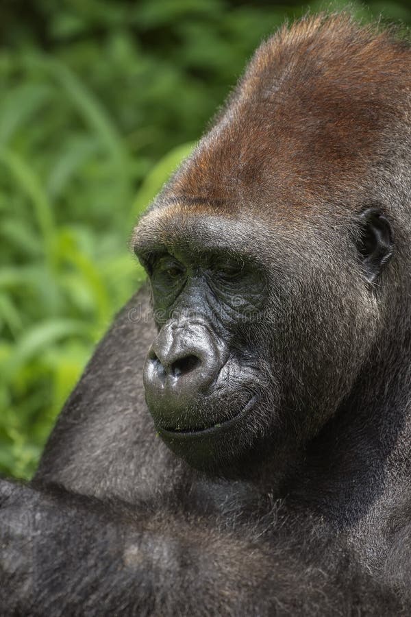 Silverback Eastern Lowland Gorilla in Wildlife Stock Photo - Image of ...