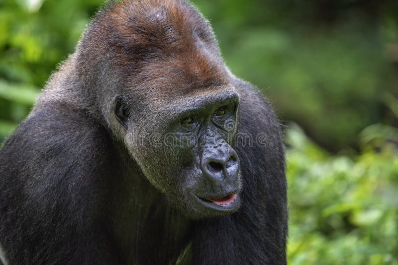 Silverback Eastern Lowland Gorilla in Wildlife Stock Photo - Image of ...