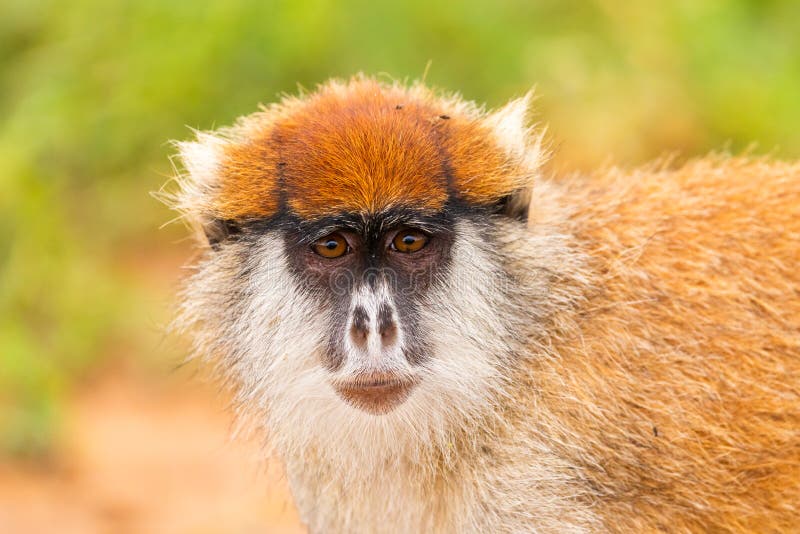 An Eastern Patas Monkey Looking in the Camera Stock Image - Image of ...